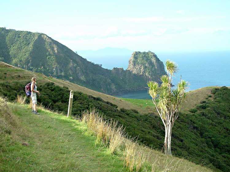 Coastal Walkway | The Coromandel, New Zealand